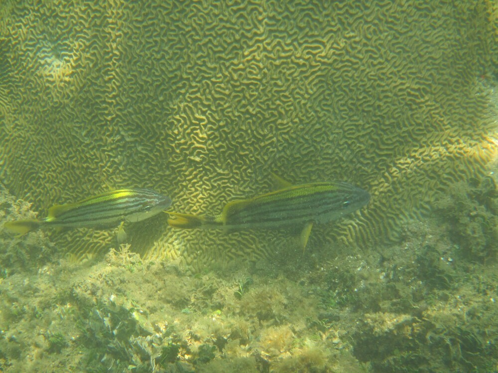 Spanish grunt from Limón, Talamanca, Costa Rica on April 27, 2017 at 05 ...