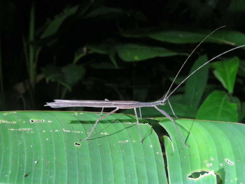 Metriophasma from Limón, Matina, Costa Rica on April 25, 2017 at 03:31 ...