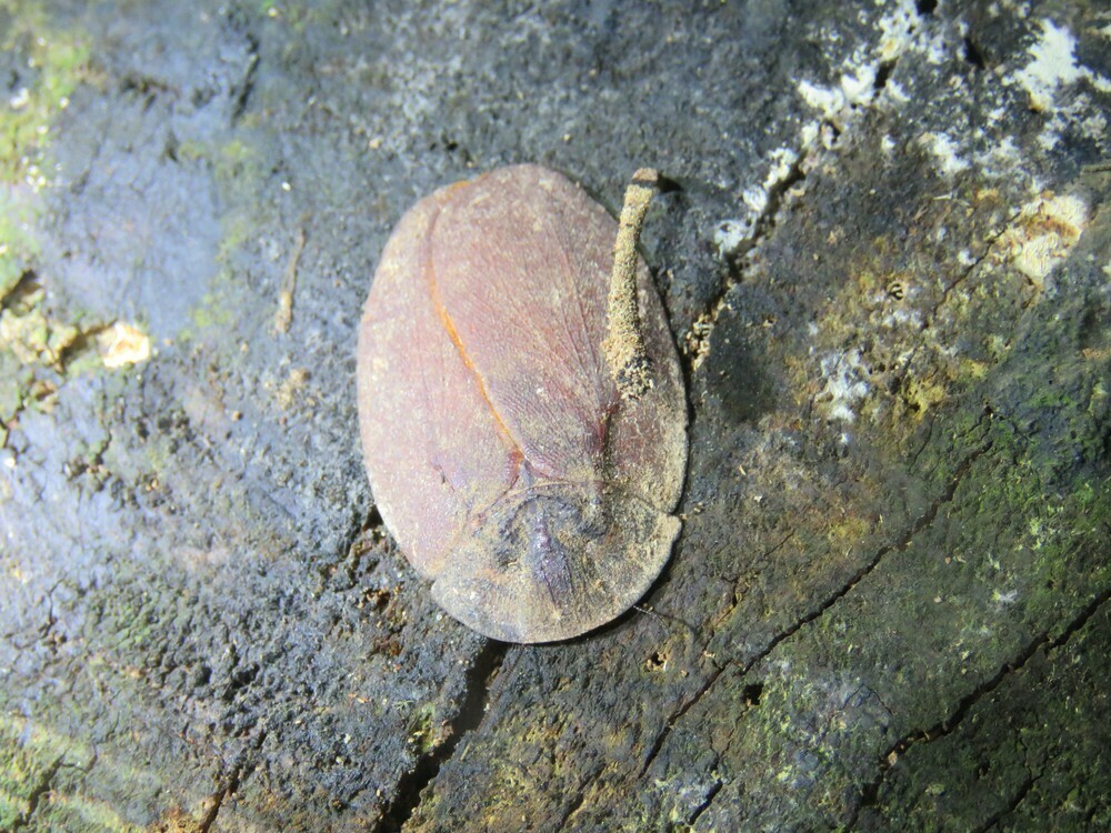 Capucina patula from Limón, Matina, Costa Rica on April 25, 2017 at 03: ...