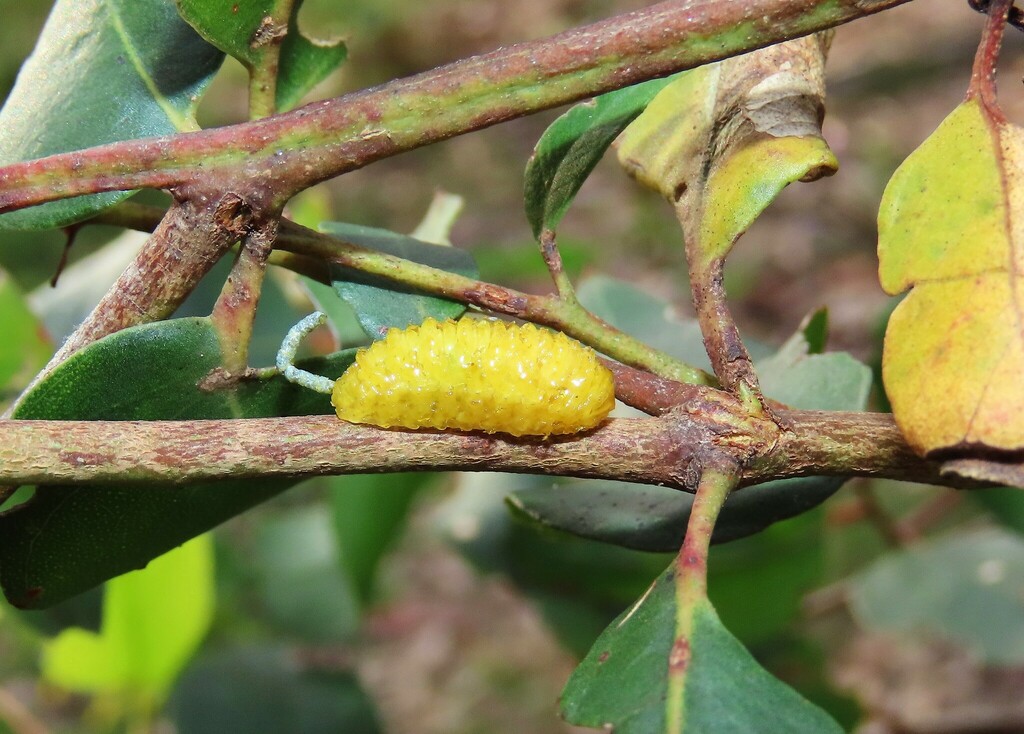 Insects from Bermagui NSW 2546, Australia on January 20, 2024 at 06:21 ...