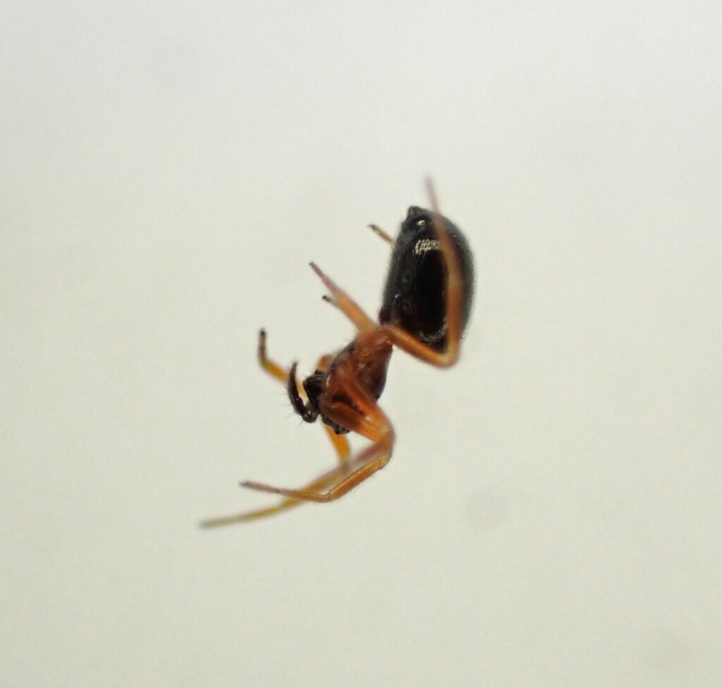 Araneoid Spiders from Chester County, PA, USA on January 26, 2024 at 03 ...