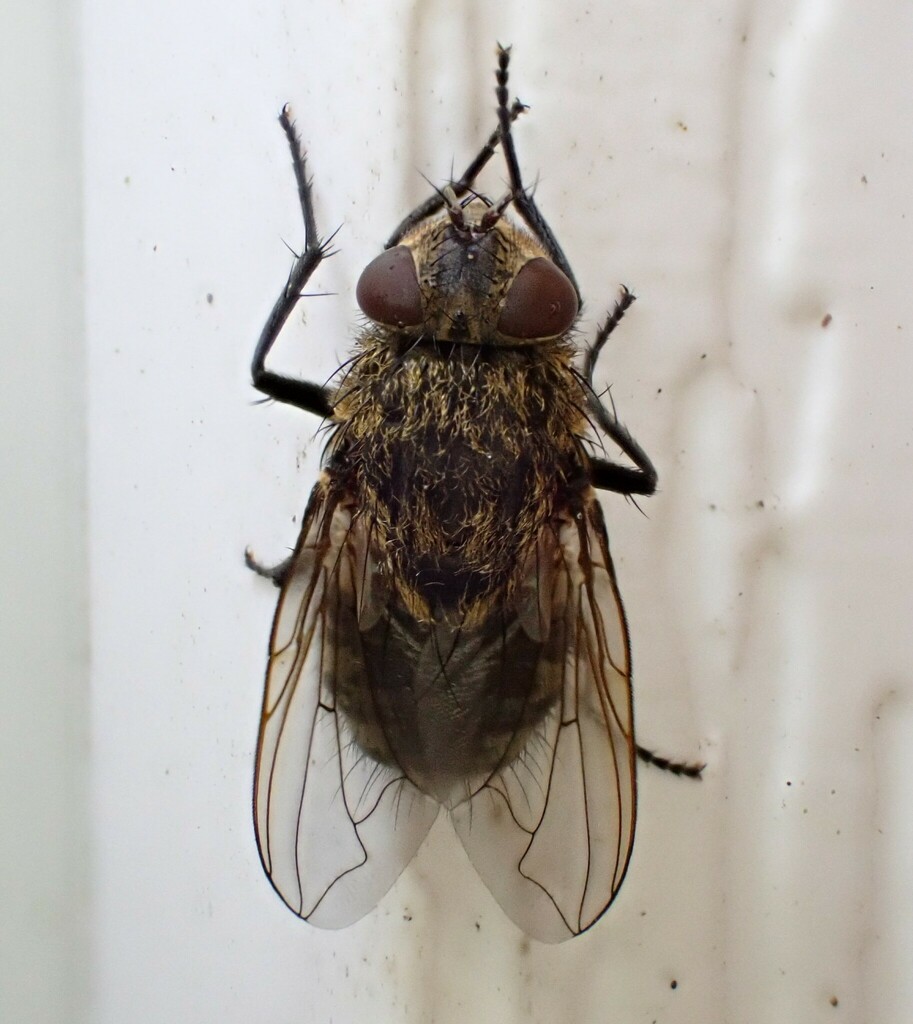 Cluster Flies from Chester County, PA, USA on January 26, 2024 at 03:13 ...