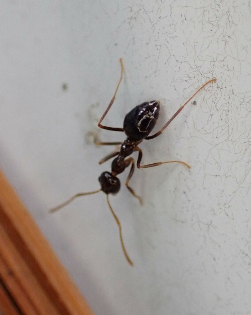 American Winter Ant from Chester County, PA, USA on January 26, 2024 at ...