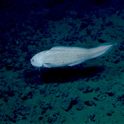 Giant cusk-eel (NorthEast Pacific Deep Exploration Project (a MLNEP guide)) · iNaturalist