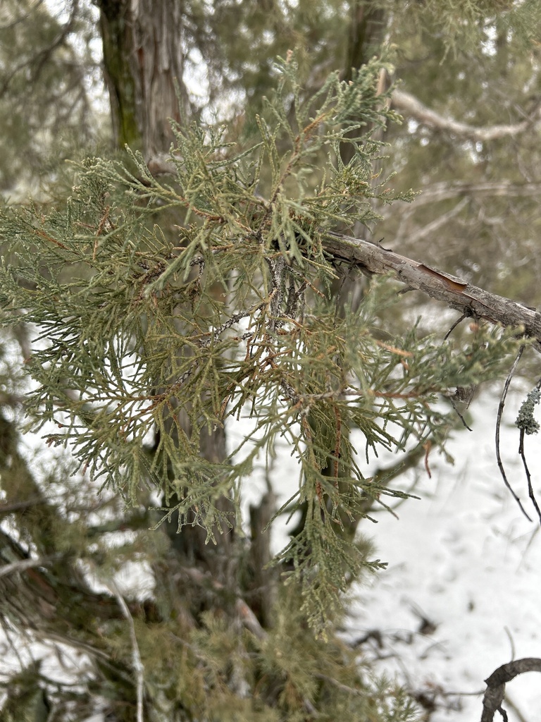 Rocky Mountain Juniper from Snake River, Idaho Falls, ID, US on January ...
