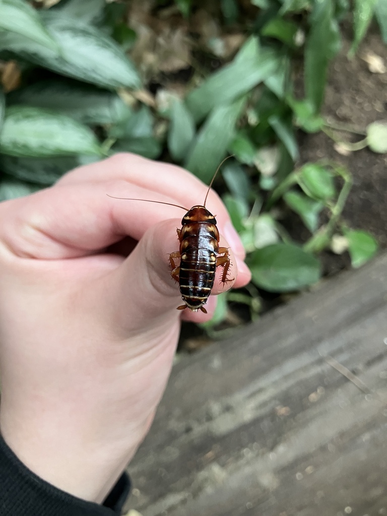Australian Cockroach from Minnesota Zoo, Apple Valley, MN, US on ...