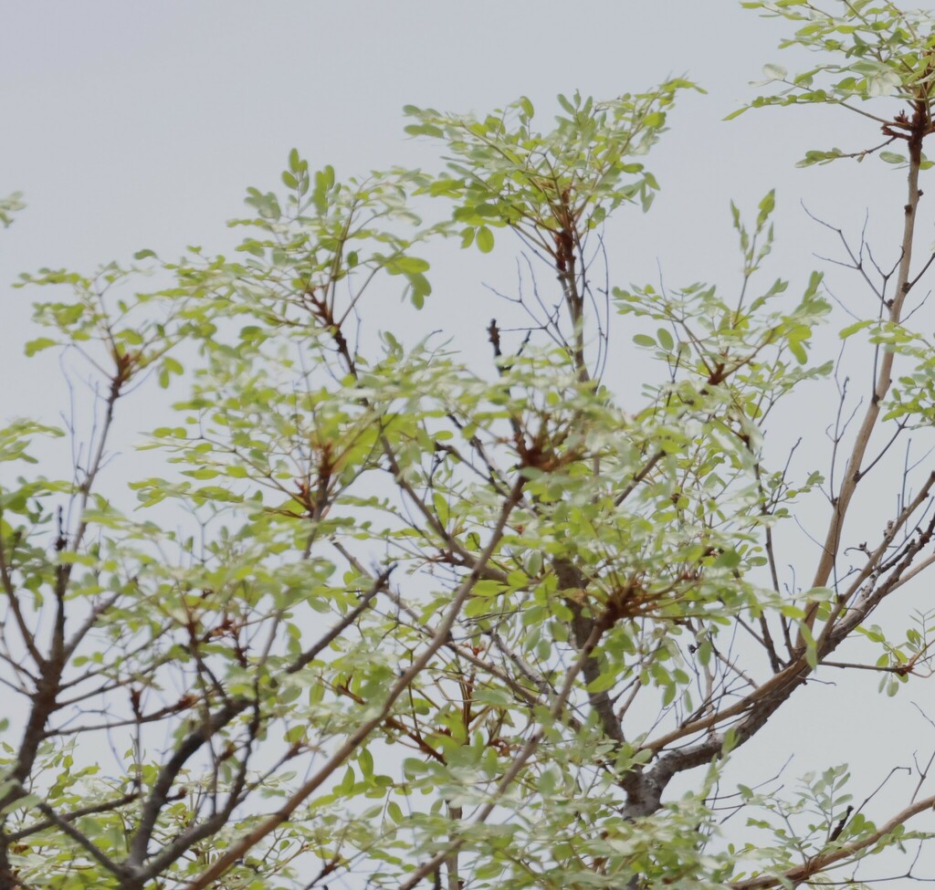 wild syringa from Kavango East Region, Namibia on November 17, 2023 at ...