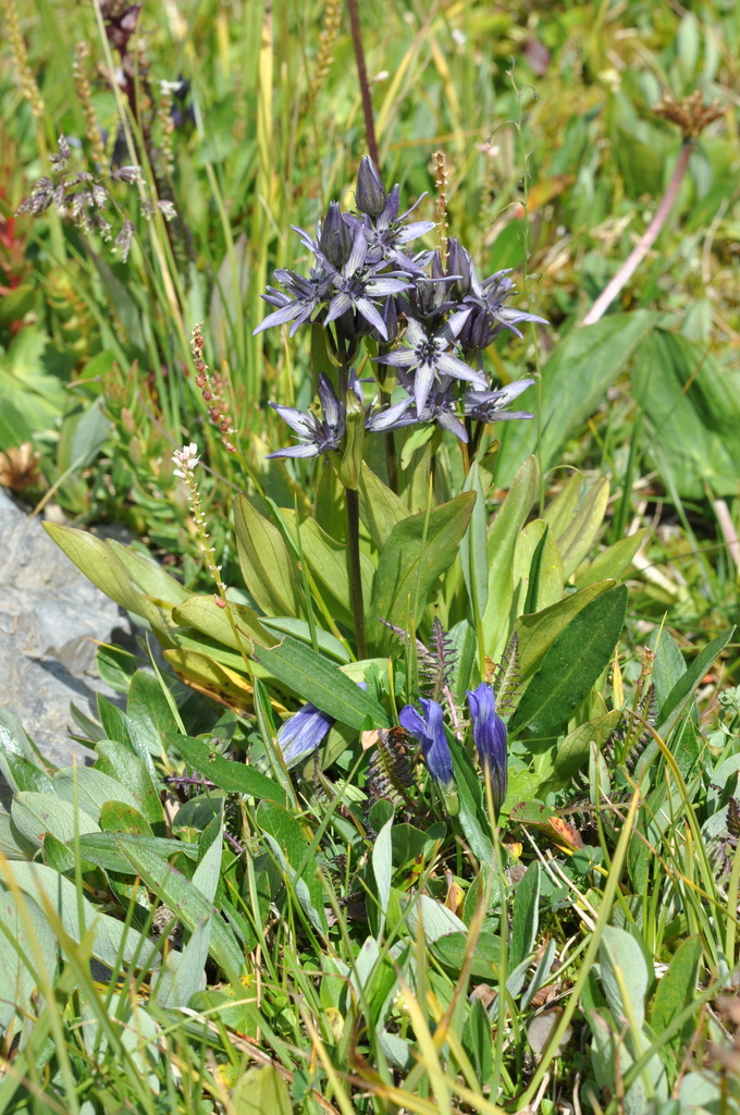 felwort from Park County, CO, USA on August 13, 2018 at 02:57 PM by ...
