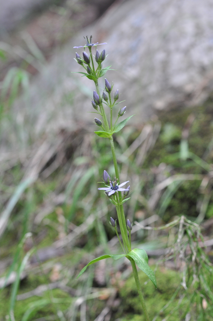 felwort from Park County, CO, USA on July 28, 2017 at 11:57 AM by Matt ...