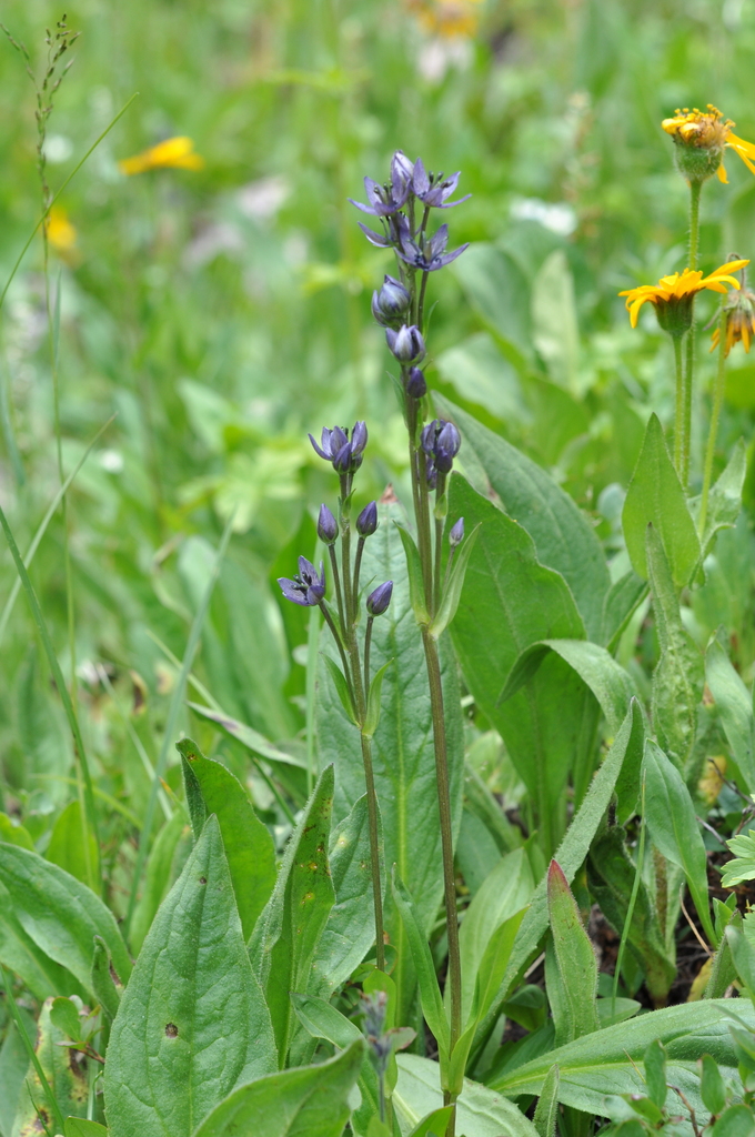 felwort from Eagle County, CO, USA on July 27, 2018 at 12:09 PM by Matt ...