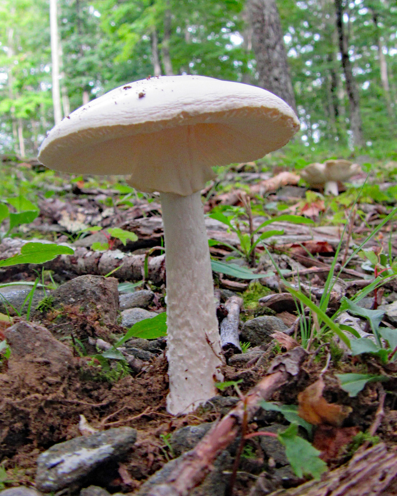 Amanita Sect. Phalloideae from Todd- Watauga County, NC, USA on August ...