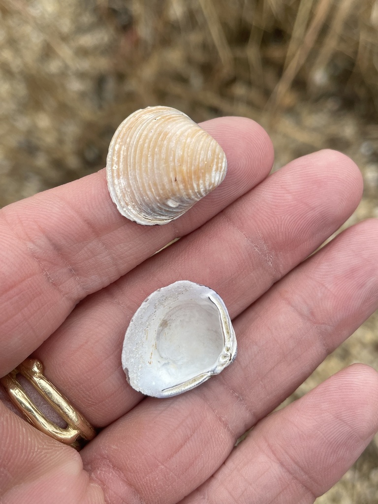 Asian Clam from Cedar Hill State Park, Cedar Hill, TX, US on January 26 ...