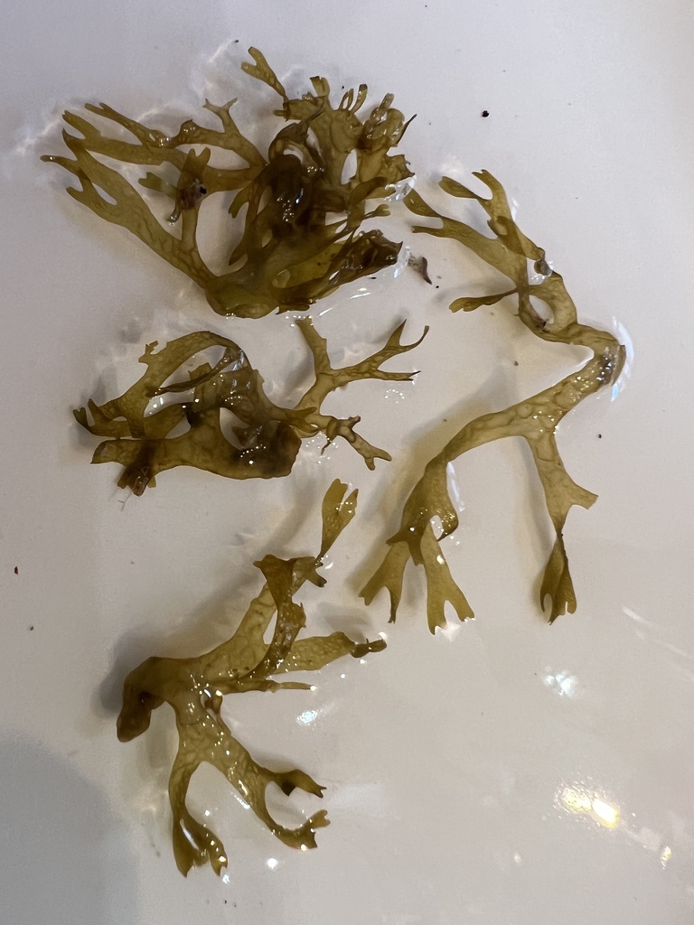 Forked ribbons from Hutchinson Island, Stuart, FL, US on January 26 ...