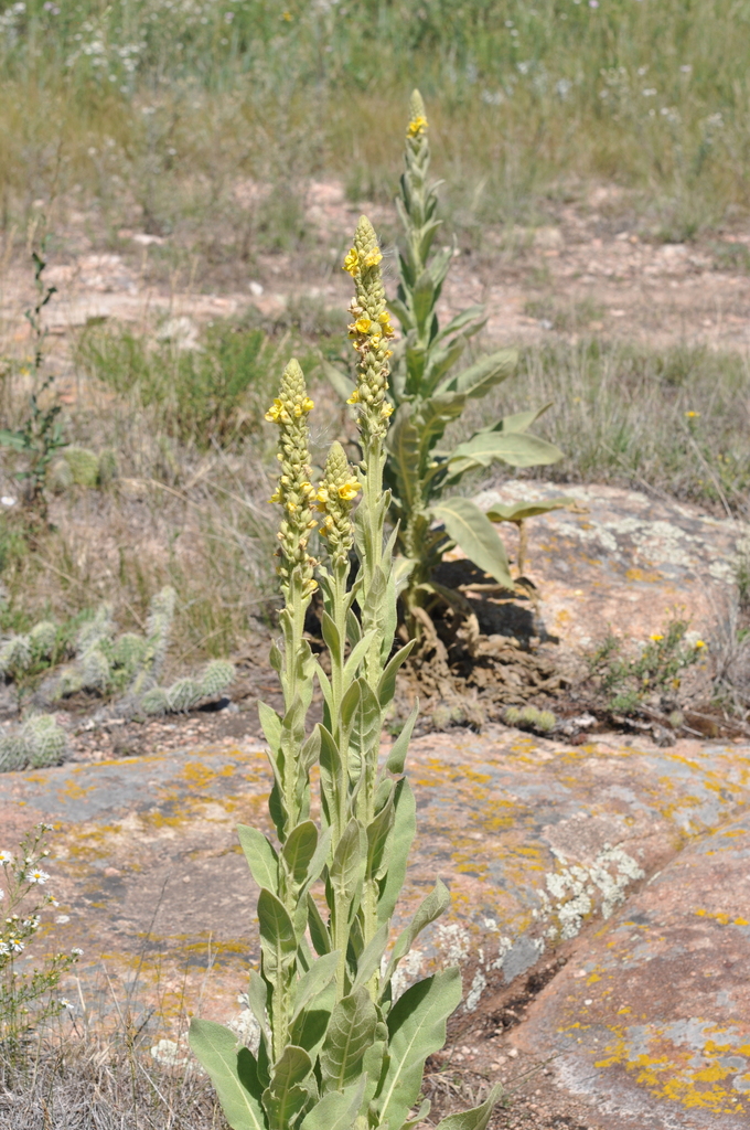 great mullein from Douglas County, CO, USA on August 2, 2014 at 11:27 ...