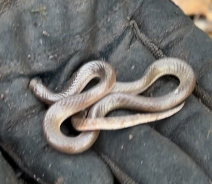 Eastern Worm Snake from Lake Orange, Hillsborough, NC, US on January 26 ...