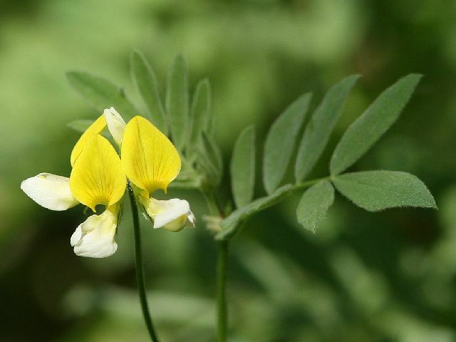 streambank bird's-foot trefoil from Trail of 100 Giants Trailhead, Co ...