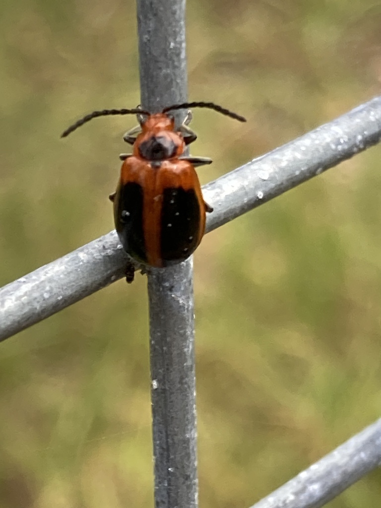 Orange Oides Leaf Beetle from Burraneer Rd, Coomba Park, NSW, AU on ...
