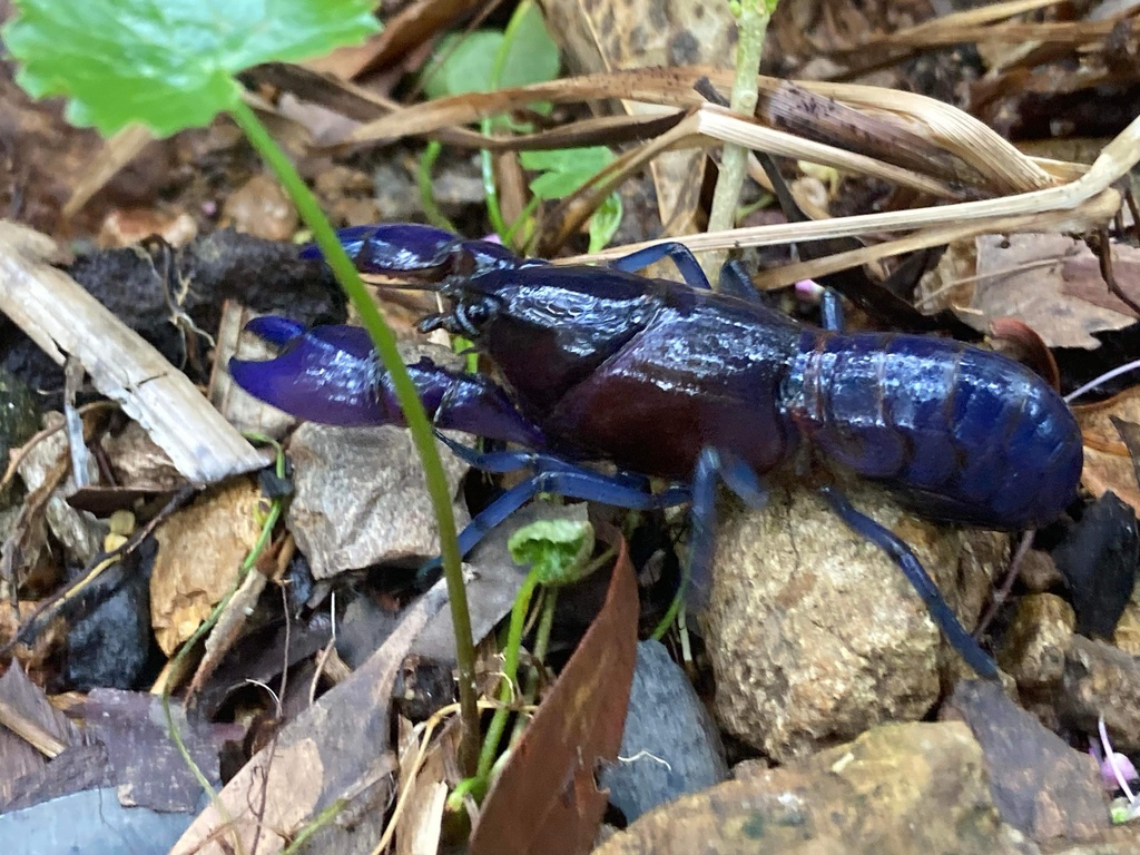 Cherax robustus in January 2024 by wilsontribe · iNaturalist