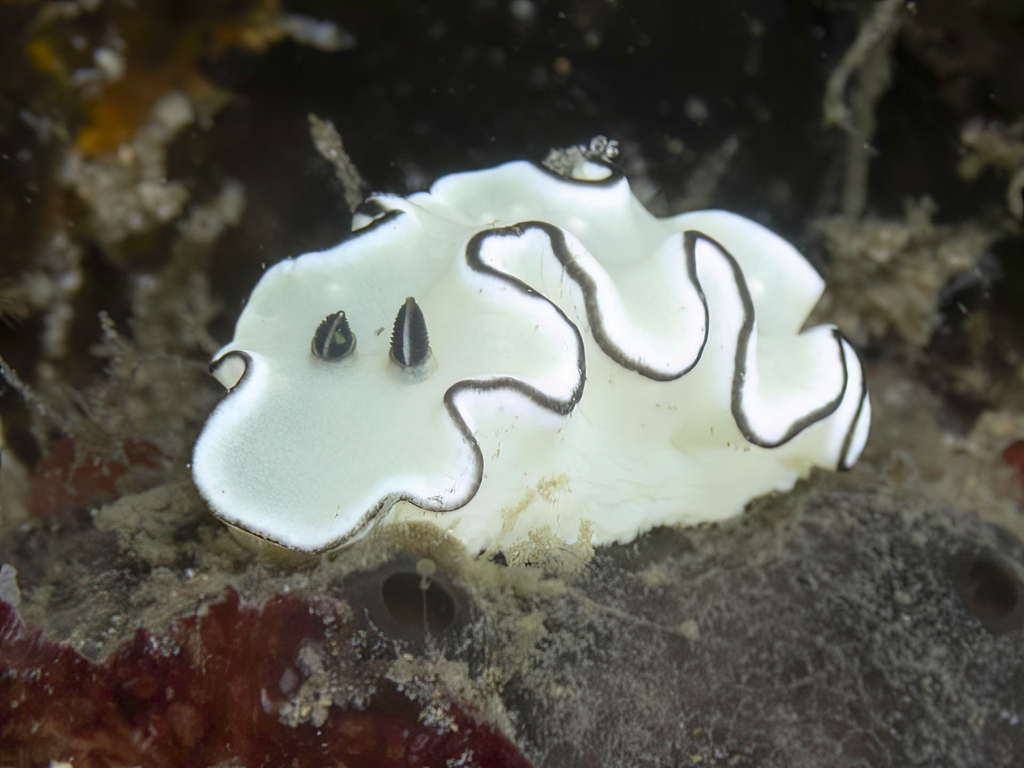 Black-margined Nudibranch from Bare Bluff, New South Wales, Australia ...