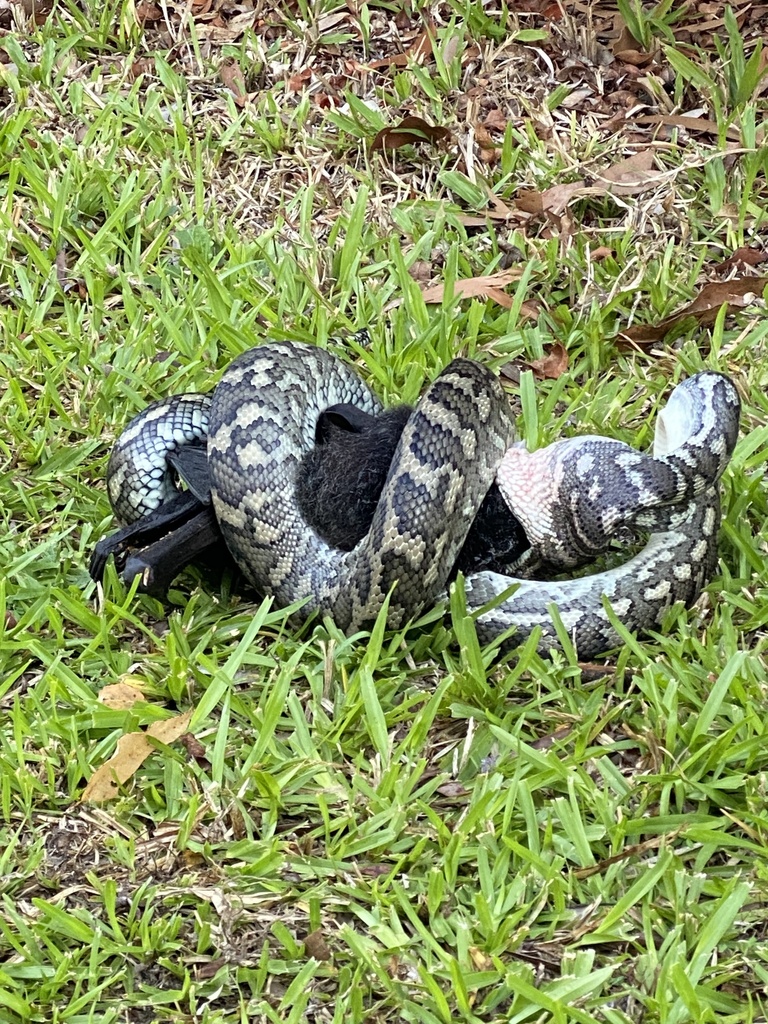 Coastal Carpet Python from Forest Ridge Dr, Doonan, QLD, AU on December ...
