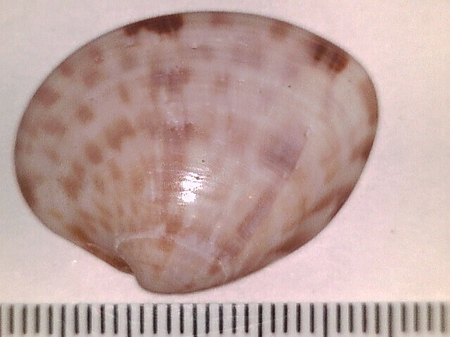 Calico Clam from Longboat Key, FL, USA on July 19, 2023 at 08:29 AM by ...