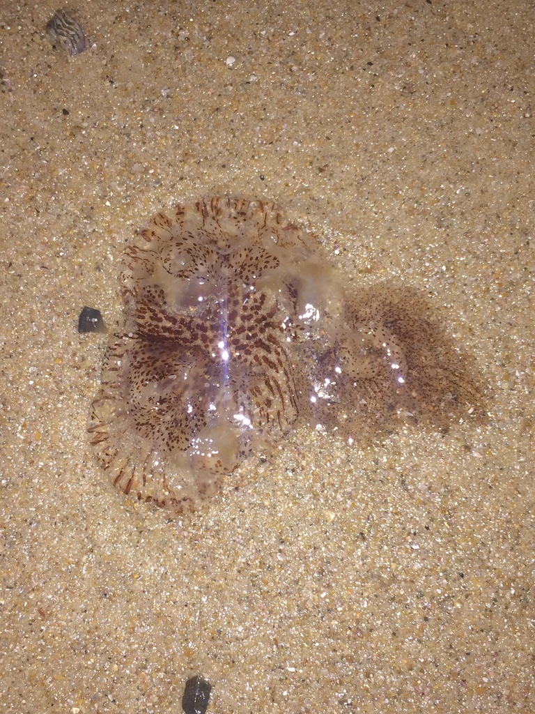 Australian Sea Nettle in January 2018 by ecologycaitlin · iNaturalist