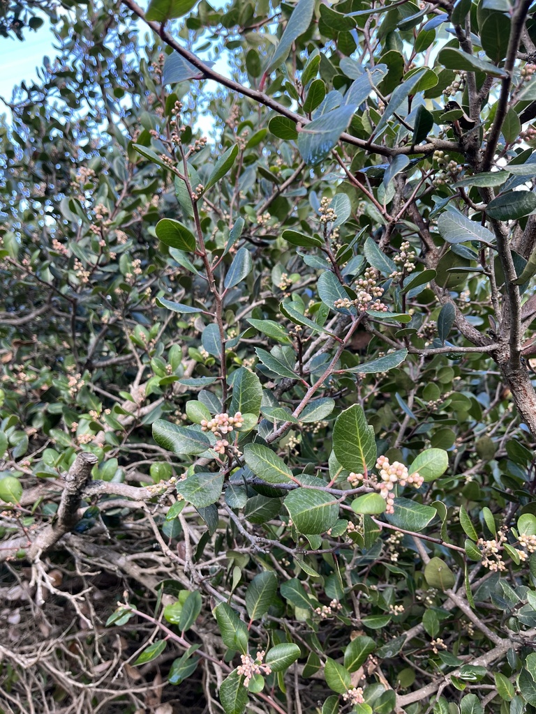 lemonade berry from Santa Catalina Island, Avalon, CA, US on January 25 ...