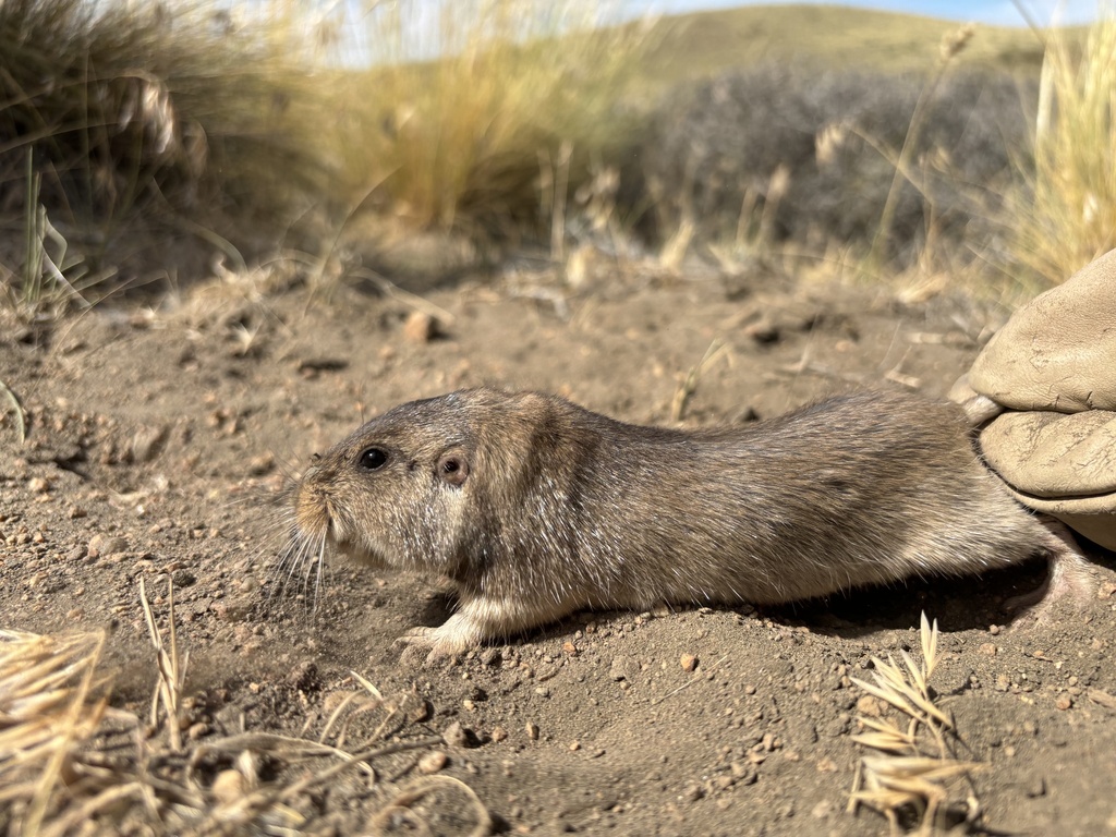Maule Tuco-tuco (Ctenomys maulinus) - Know Your Mammals