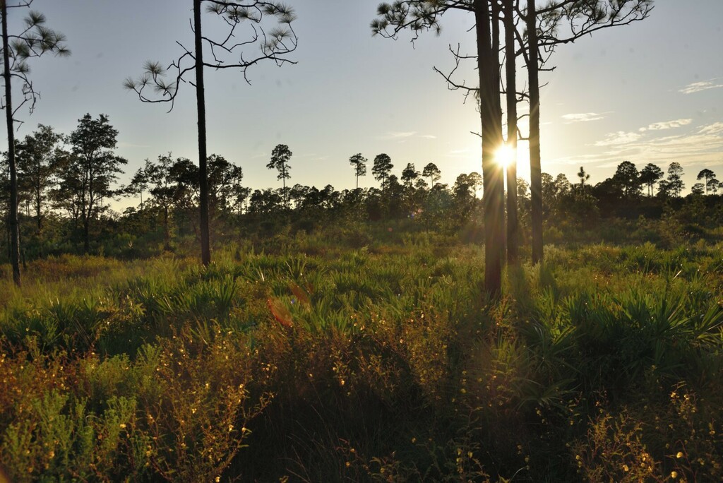 partridge pea from Hernando County, FL, USA on September 10, 2023 at 07 ...