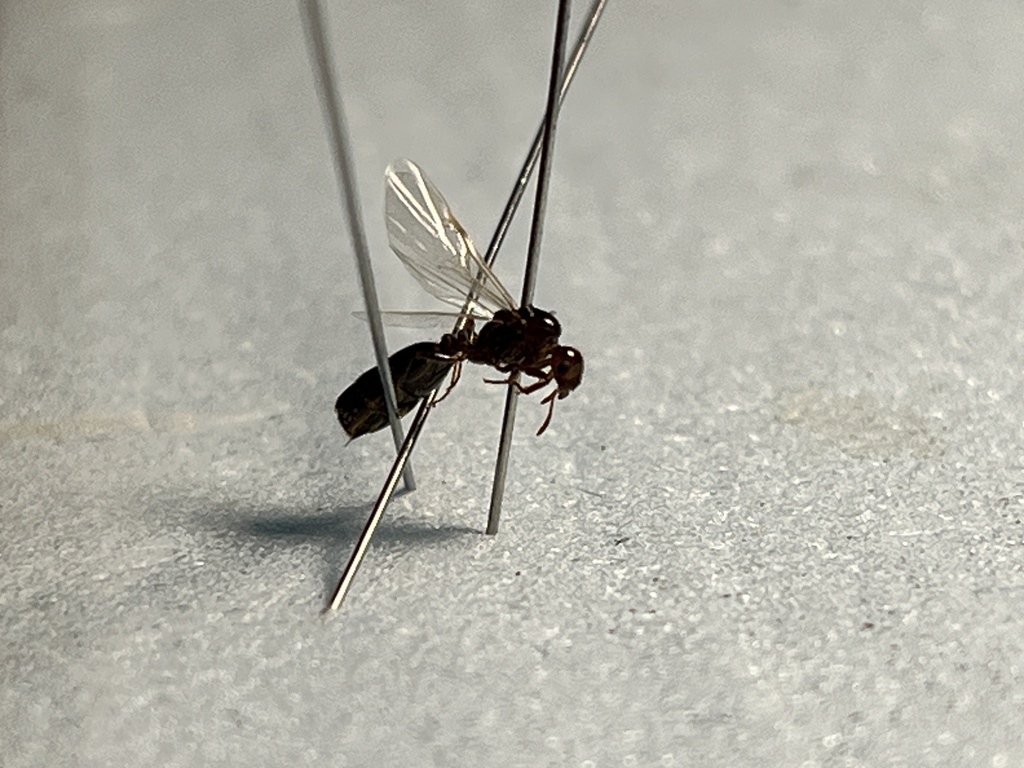 Red Imported Fire Ant from texas on January 26, 2024 at 05:49 PM by bug ...