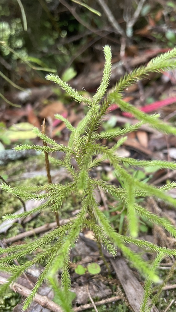 vascular plants from Kaimai-Mamaku Conservation Park, Kaimai-Mamaku ...
