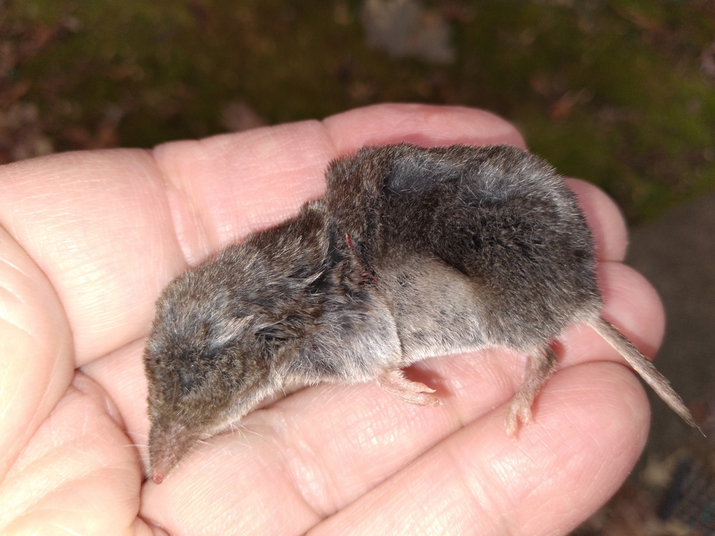 North American Least Shrew from California, MD 20619, USA on January 18 ...