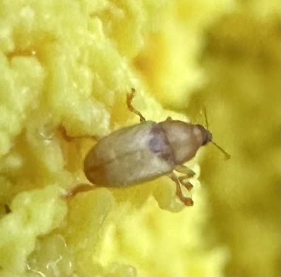 Notolomus basalis in January 2024 by Nikhil Reddy · iNaturalist