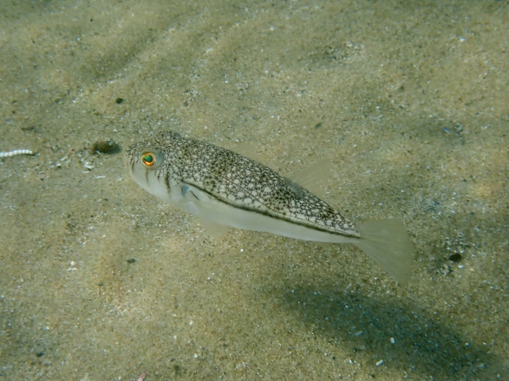Weeping Toadfish from Sandy Beach NSW 2456, Australia on January 25 ...