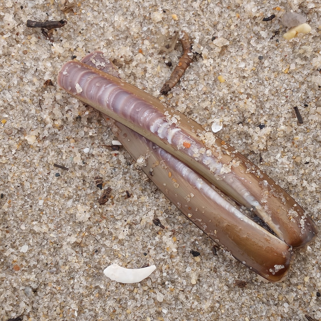 Atlantic Jackknife from Lewes, DE 19958, USA on January 26, 2024 at 08: ...