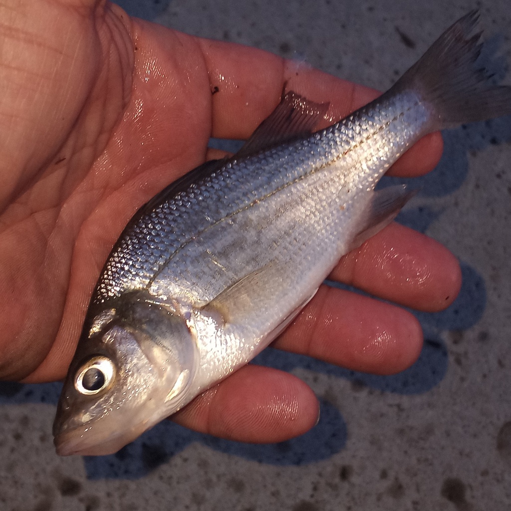 White Perch from Caroline County, MD, USA on January 26, 2024 at 05:23 ...