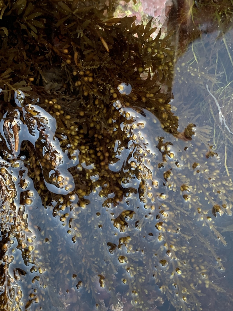 Japanese Wireweed from Heisler Park, Laguna Beach, CA, US on April 11 ...