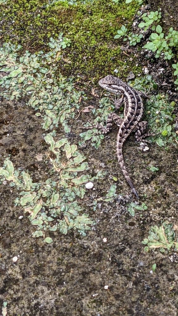 Spiny Lizards from 69CG+GRP, Tikal, Guatemala on January 26, 2024 at 10 ...