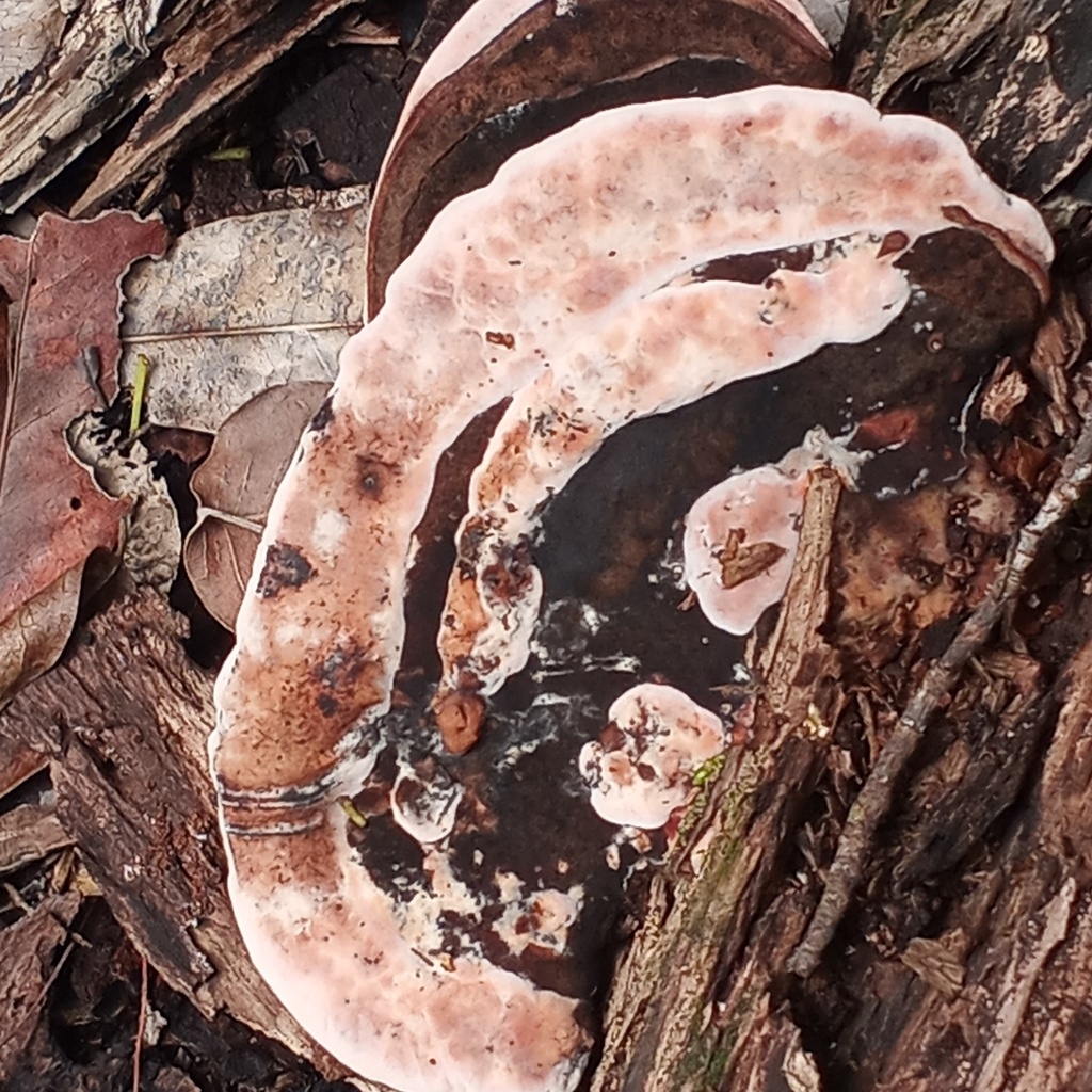 Nigroporus vinosus from Key Largo, FL 33037, USA on January 20, 2024 at ...