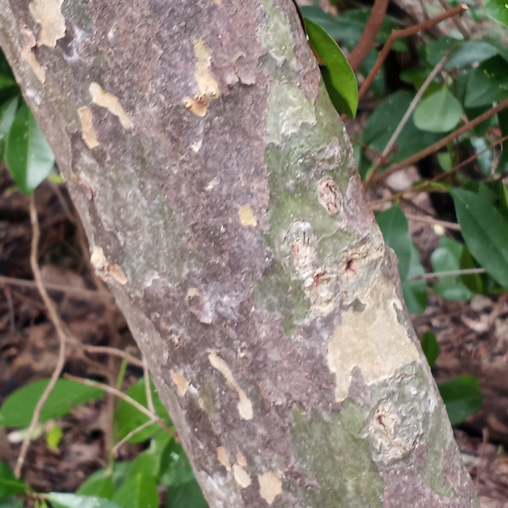 Coccoloba from Key Largo, FL 33037, USA on January 20, 2024 at 12:32 PM ...