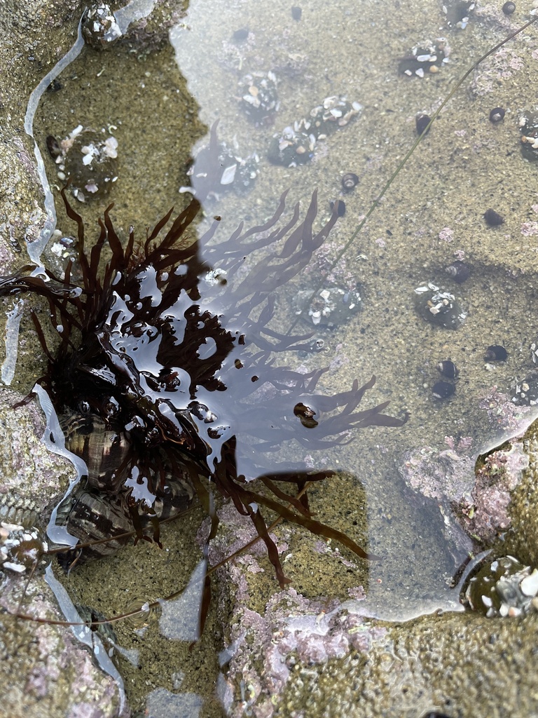 Prionitis lanceolata from Camino de la Costa, San Diego, CA, US on ...