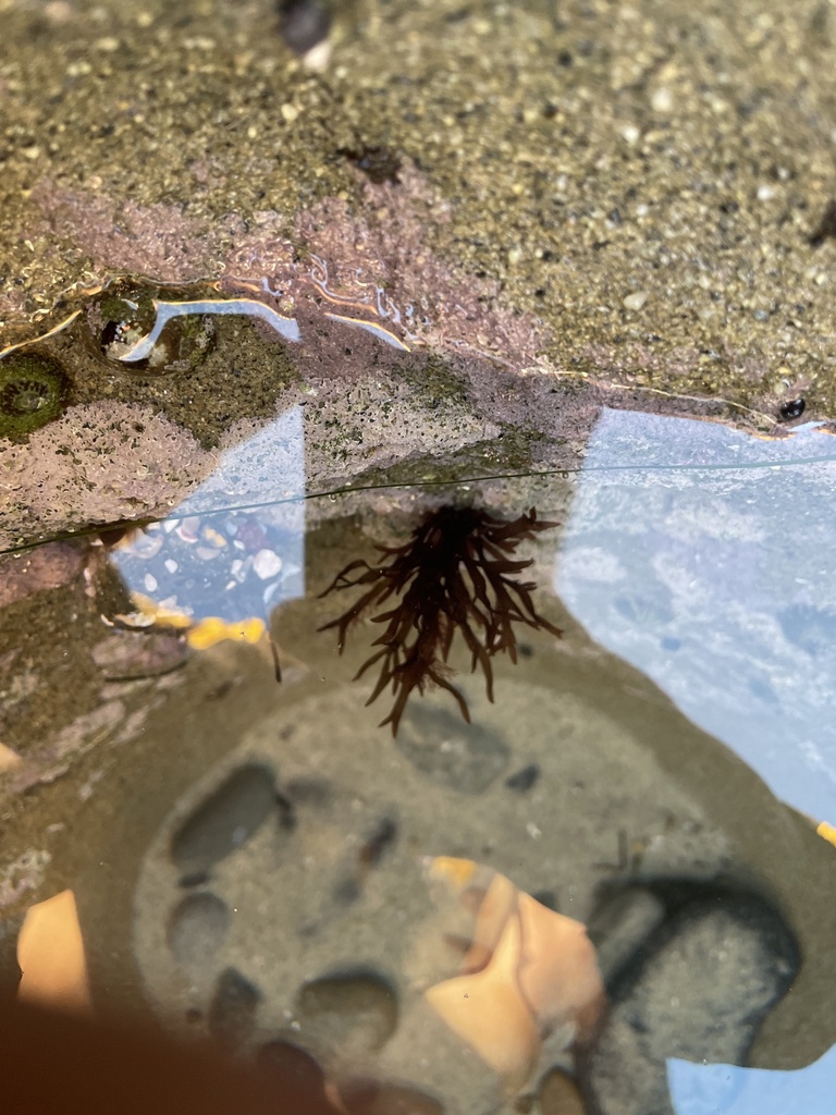 red algae from Camino de la Costa, San Diego, CA, US on January 26 ...
