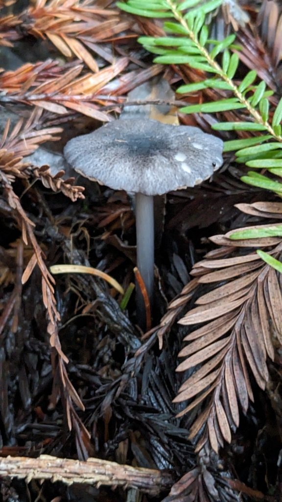 Cyanula from Ridgewood, CA 95503, USA on January 26, 2024 at 03:41 PM ...