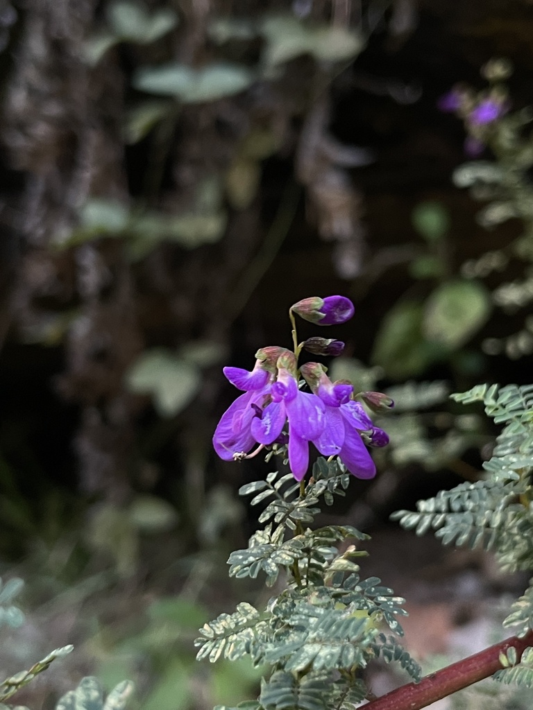 Silver Prairie Clover from Cuernavaca, Mor., MX on January 26, 2024 at ...