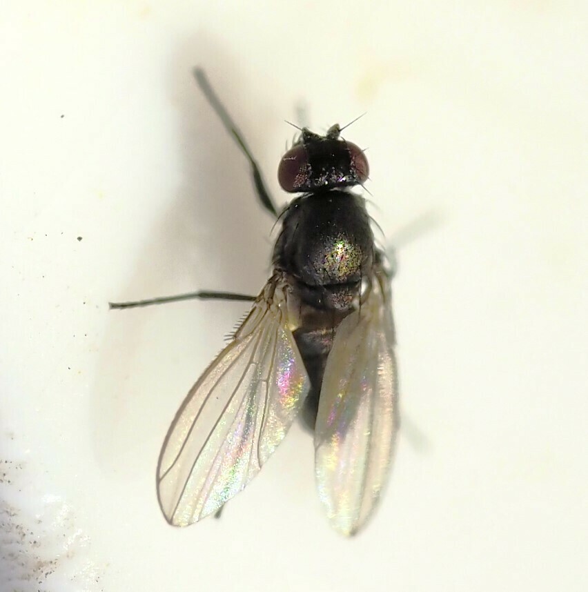 Freeloader Flies from Las Vistas, Avondale, AZ 85392, USA on January 26 ...