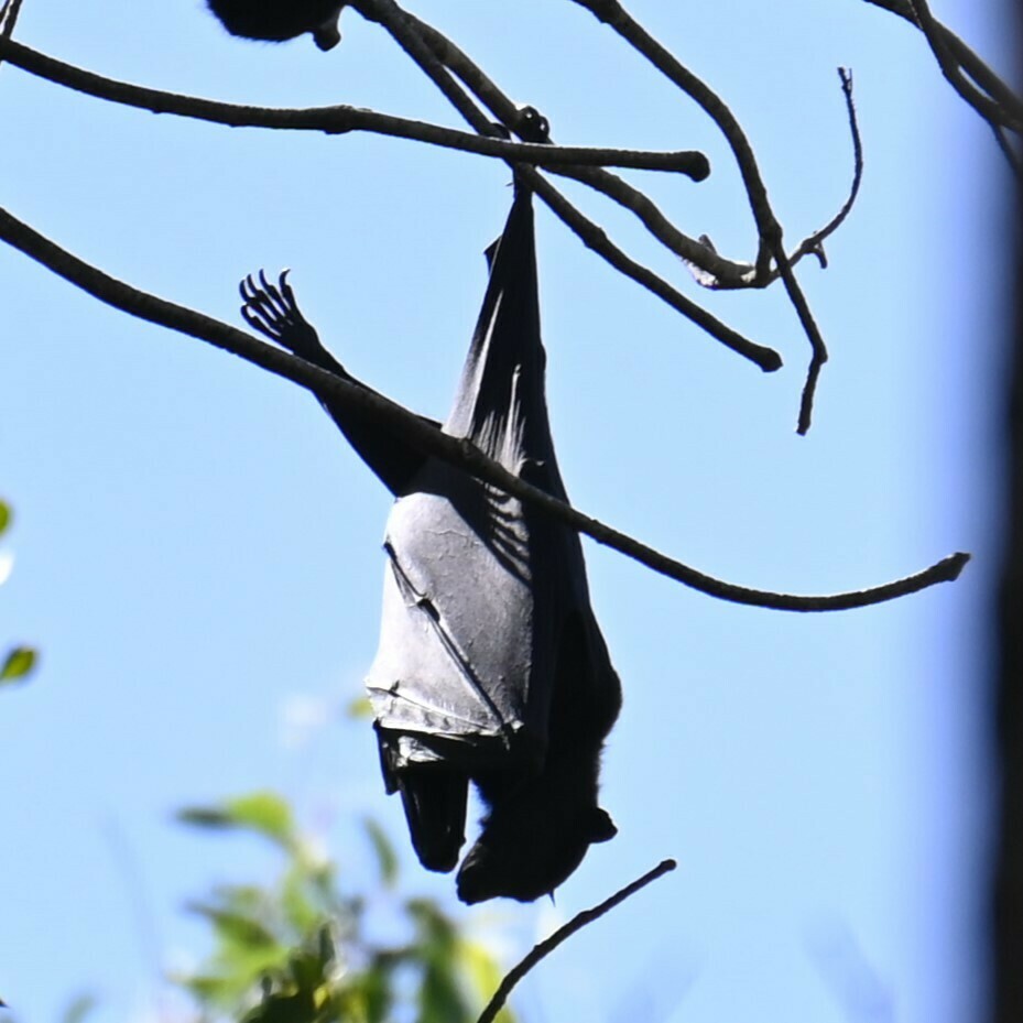 Flying Foxes from Gold Coast QLD, Australia on January 13, 2024 at 01: ...