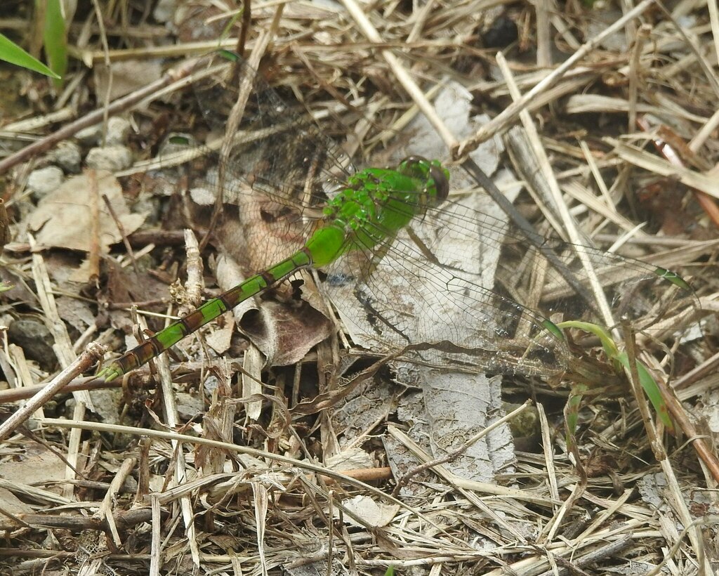 Great Pondhawk from Key Largo, FL 33037, USA on January 20, 2024 at 12: ...