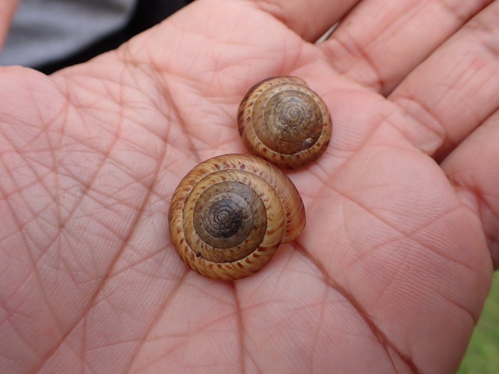 Greater Bermuda Land Snail in January 2024 by Miguel A Mejias, PhD ...