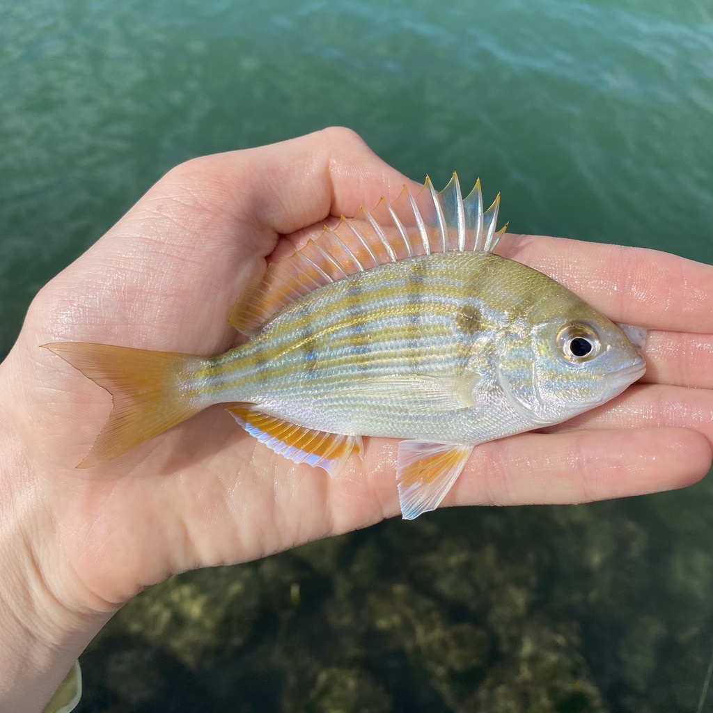 Pinfish (Lagodon rhomboides) - Marine Life Identification