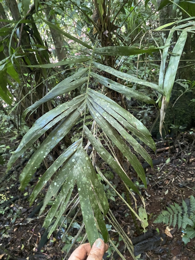 Walking stick palm from Tooloom National Park, Upper Tooloom, NSW, AU ...